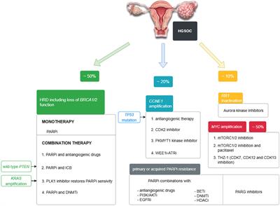 Frontiers | Diagnostics and treatment of ovarian cancer in the era of precision medicine ...